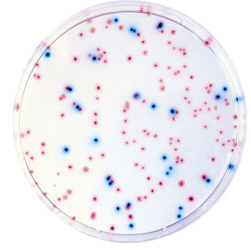 Product: CHROMagar™ ECC - 5000 ml - Copenhagen Biotech Supply