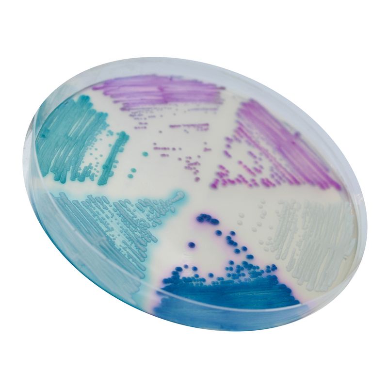 News: New chromogenic medium: CHROMager™ Candida Plus - Copenhagen ...